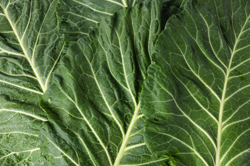 Top Gun - Sakata Wholesale Vegetable Seed