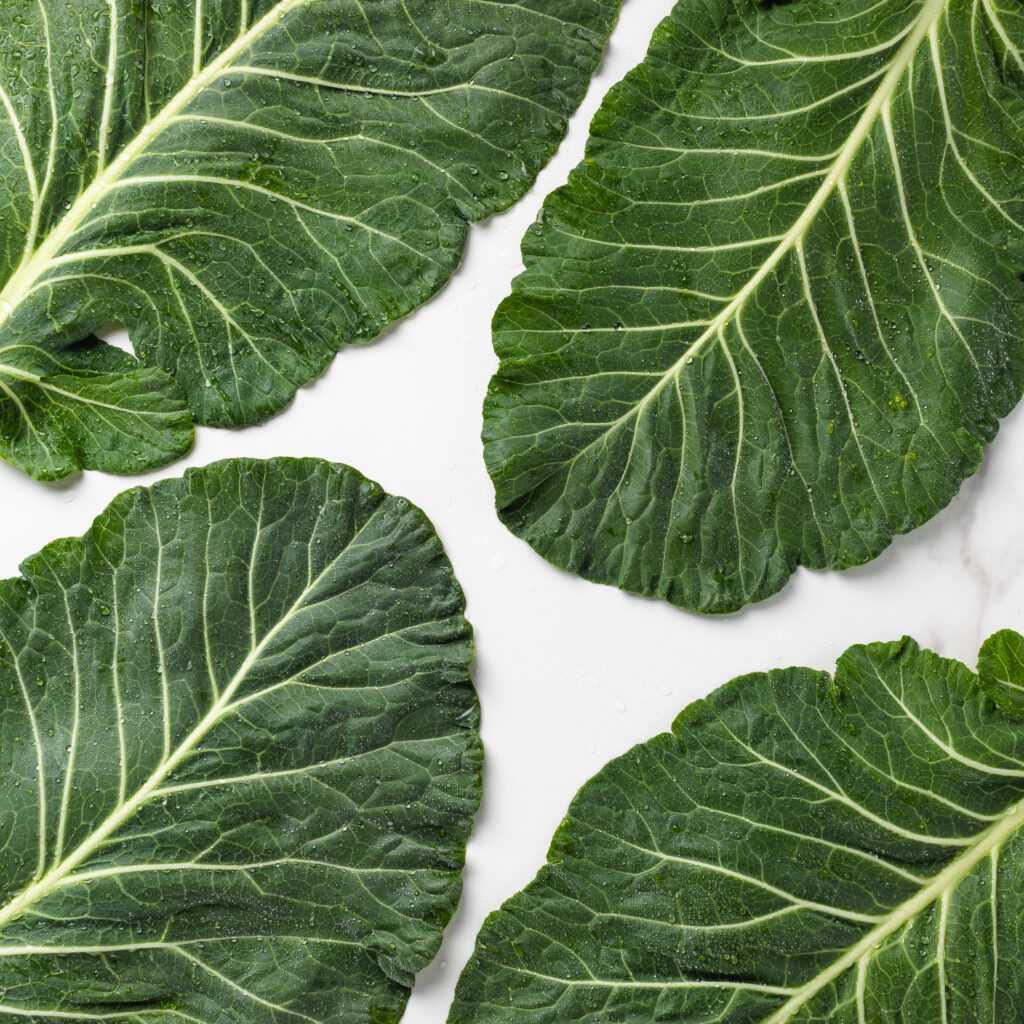Top Gun - Sakata Wholesale Vegetable Seed
